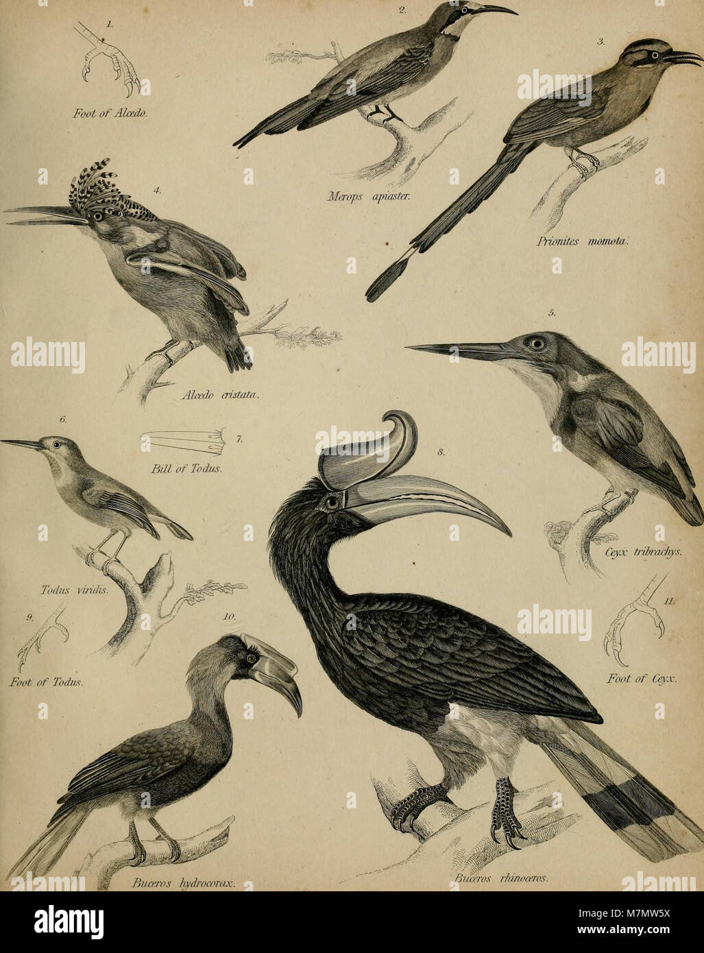 An introduction to the natural history of birds; being the article ...