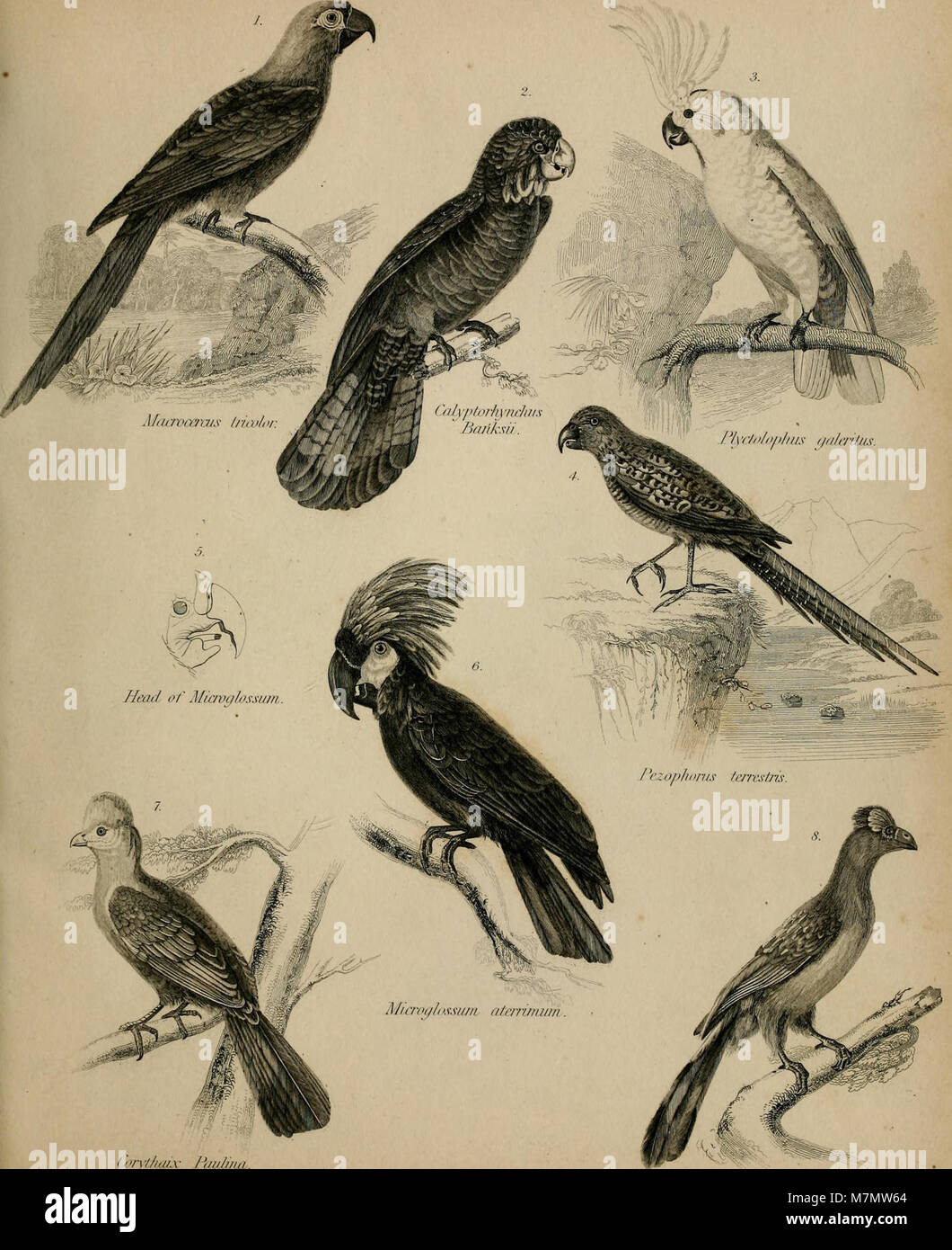 An introduction to the natural history of birds; being the article ...
