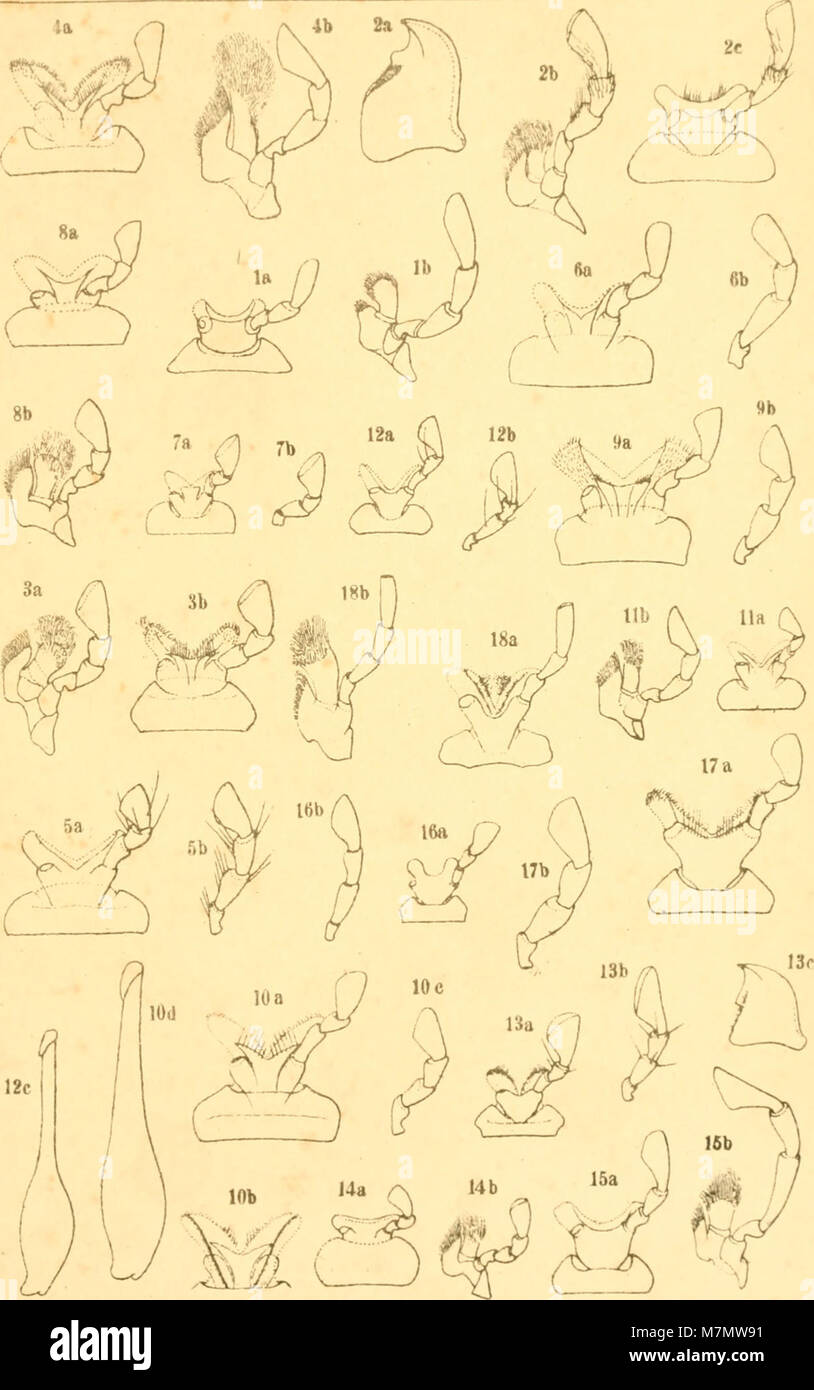 A 1897 entomological publication presenting notes and observations on ...