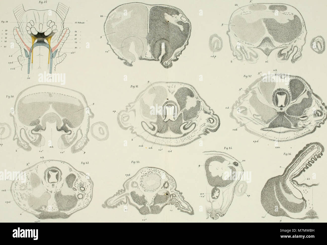 An 1888 publication by the Zoological and Zootomical Institute of ...