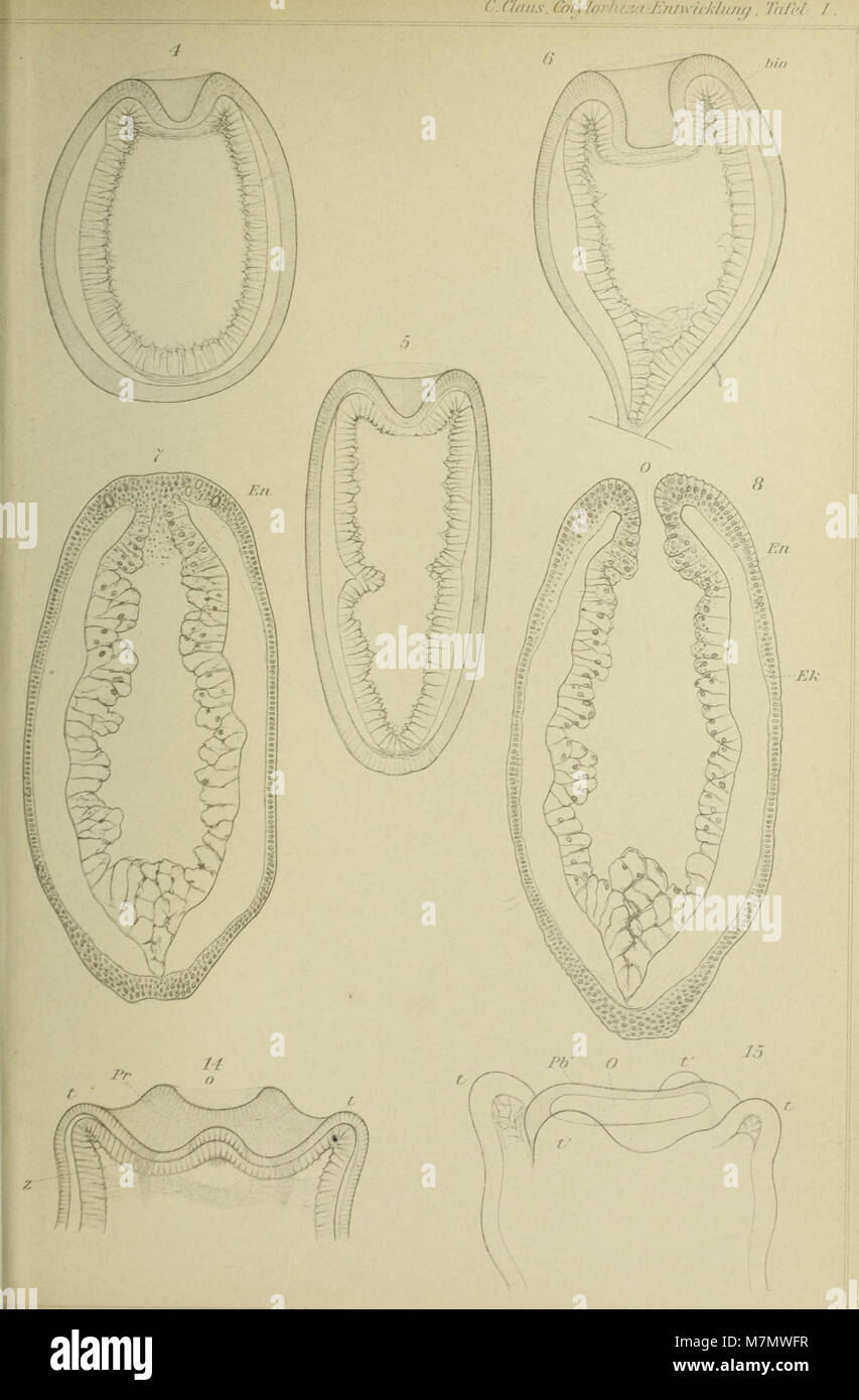Research works from the Zoological Institutes of the University of ...