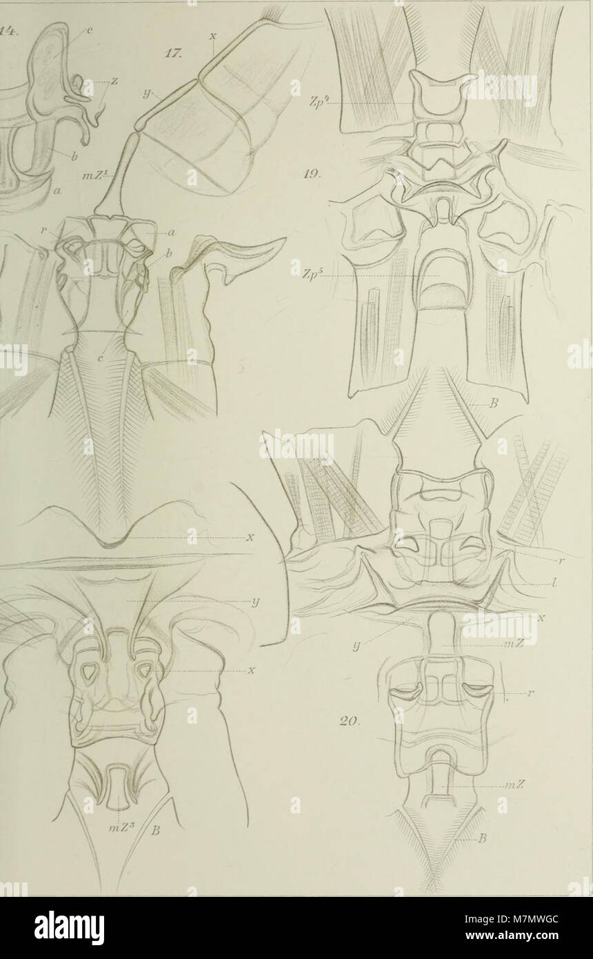 A compilation of zoological research from Vienna and Trieste examining ...