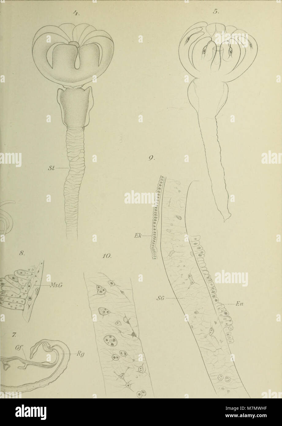 A zoological publication from the University of Vienna and the ...