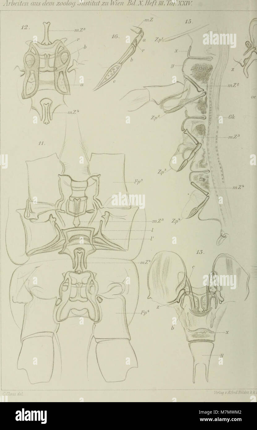 This work is part of a series of studies from the Zoological Institutes ...