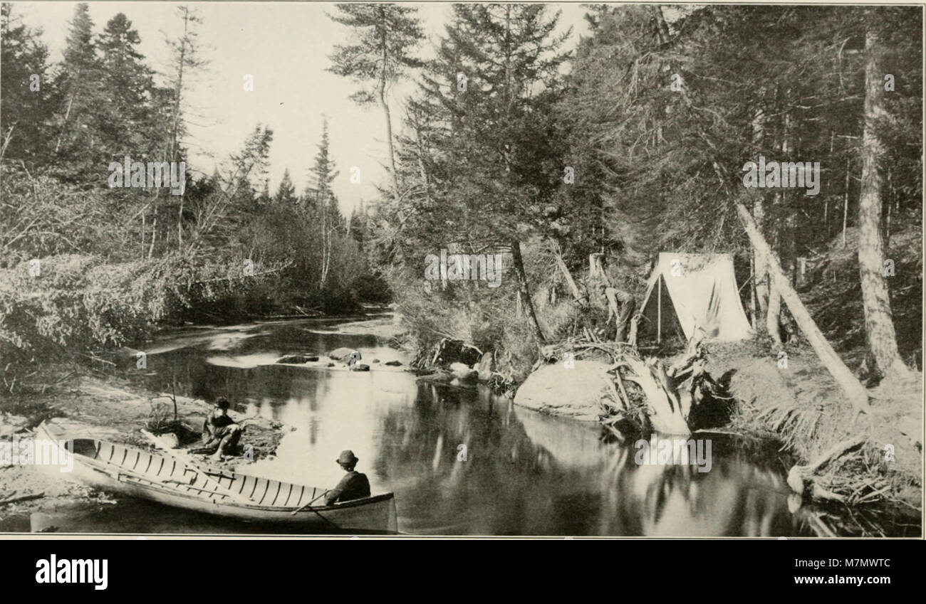 A detailed image of arboriculture, the practice of tree planting, care ...