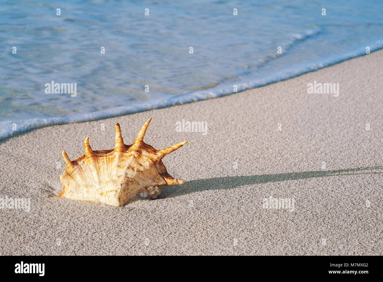 Sea shell in the sand on the ocean Stock Photo - Alamy