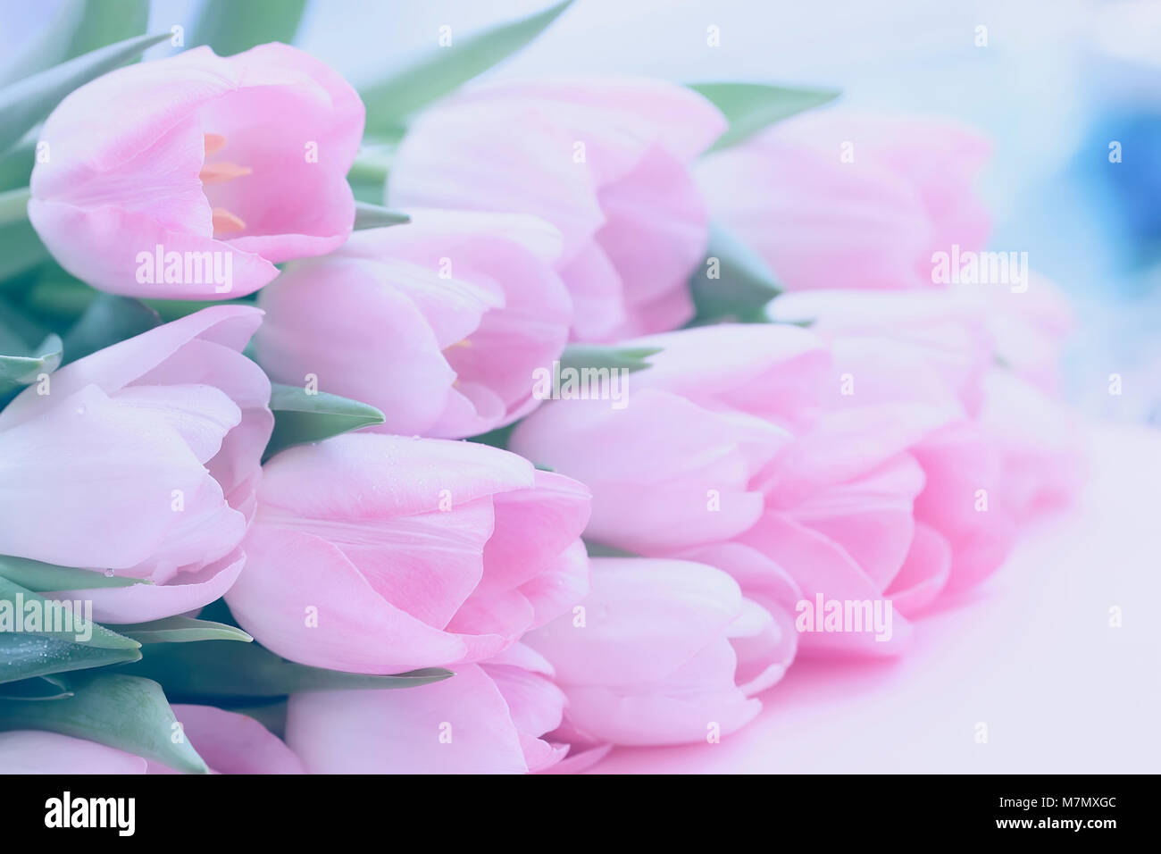 Soft tender background of pink tulips with dew. Spring flowers ...