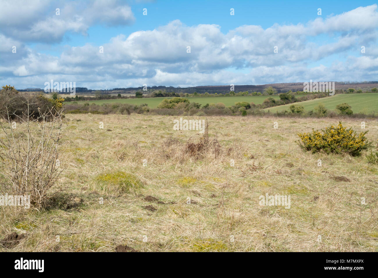 Martin down national nature reserve hi-res stock photography and images ...