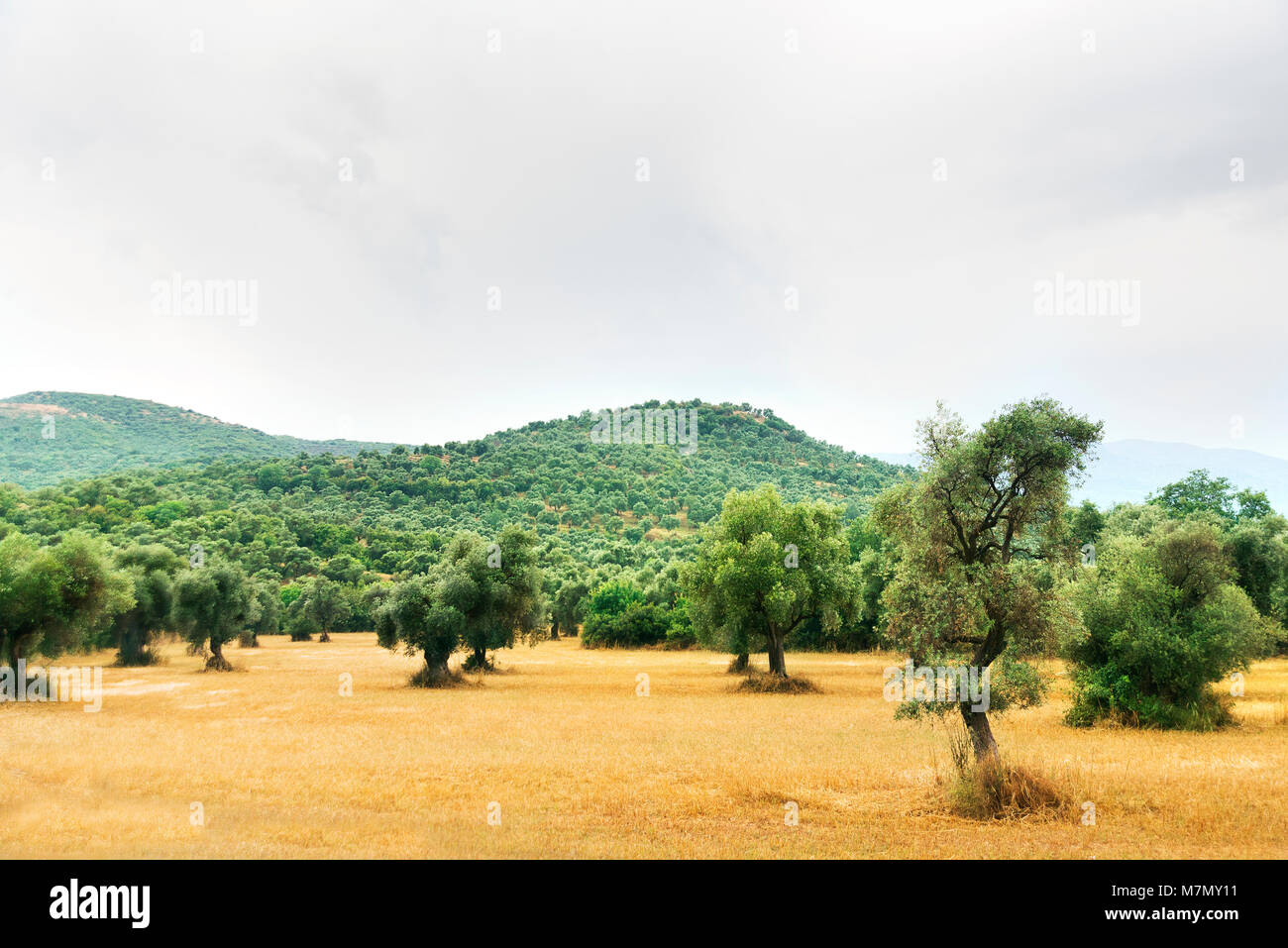 Natural olive tree view hi-res stock photography and images - Alamy