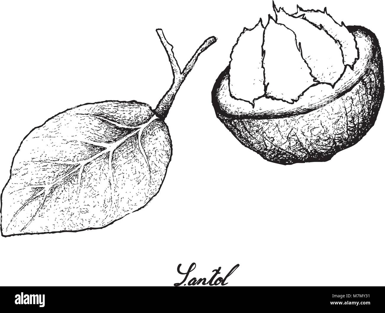Santol Drawing