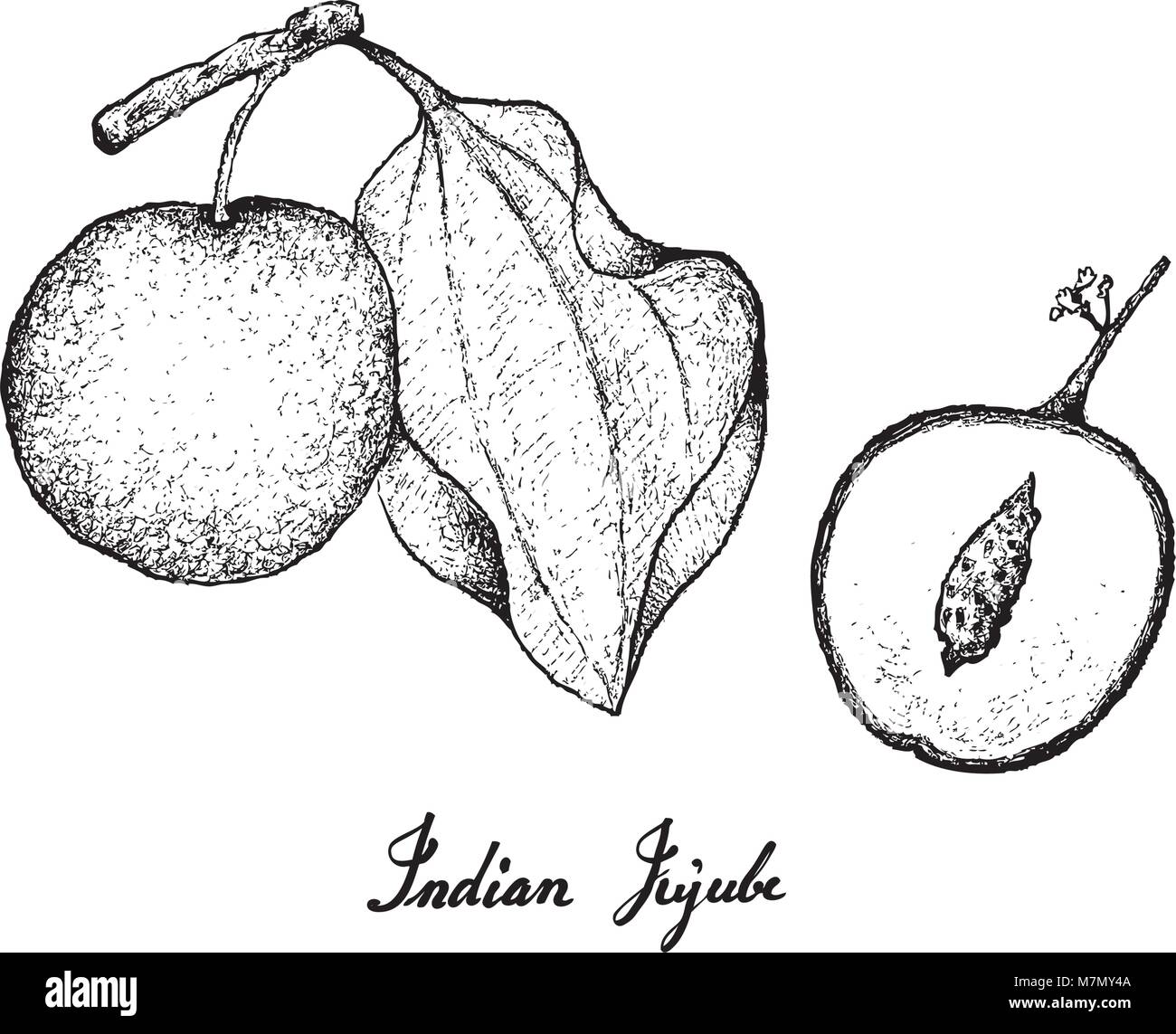 Ziziphus mauritiana Stock Vector Images - Alamy