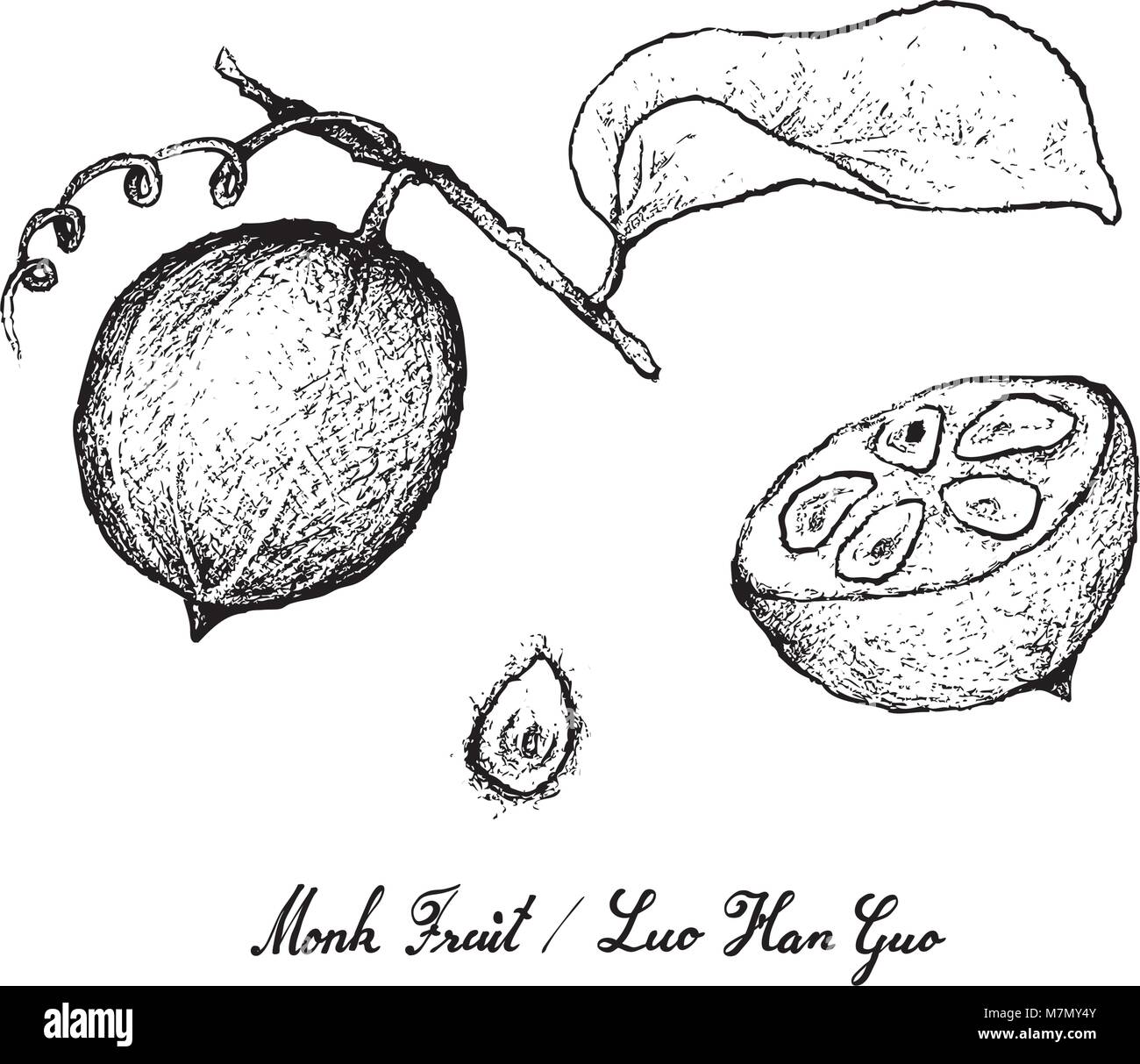 Tropical Fruits, Illustration of Hand Drawn Sketch Monk Fruit, Luo Han ...