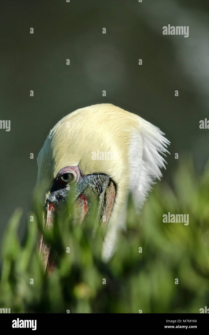 Pelican nesting on a cliff Stock Photo - Alamy