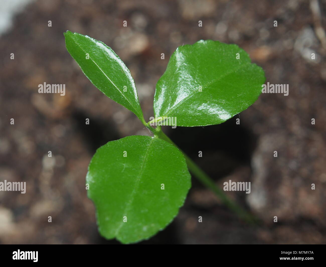 A little tangerine tree sprout. The photo shows a stem and several ...