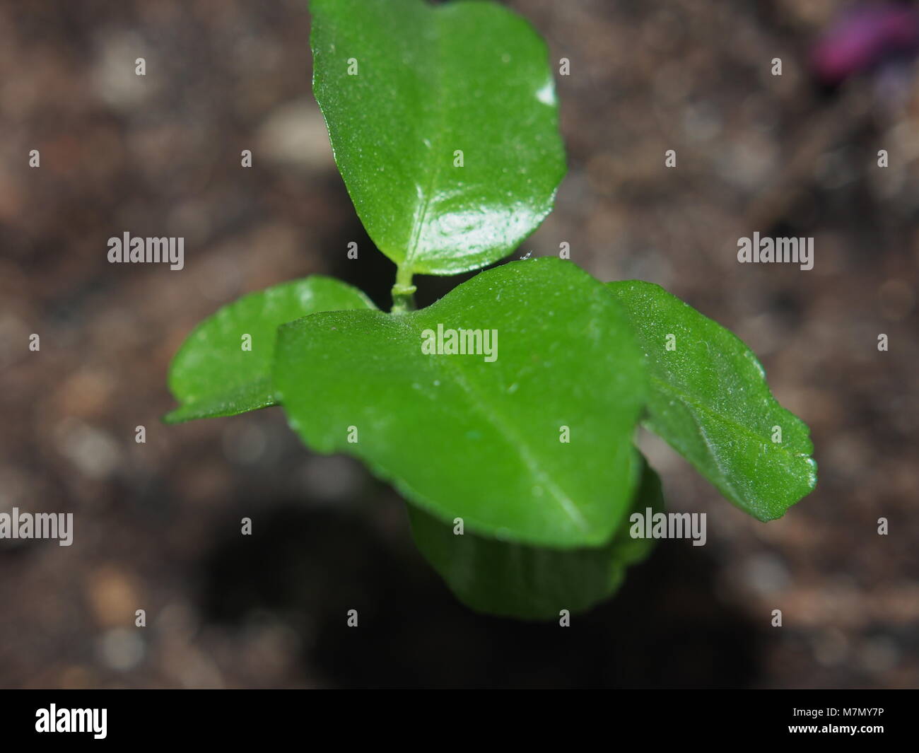 A little tangerine tree sprout. The photo shows a stem and several ...