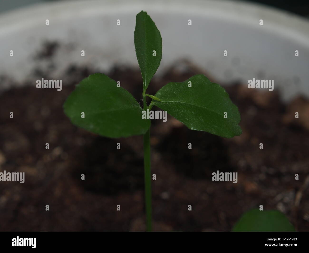 A little tangerine tree sprout. The photo shows a stem and several ...