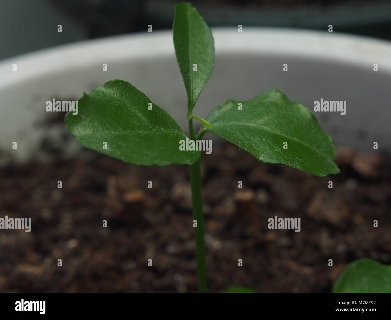 A little tangerine tree sprout. The photo shows a stem and several ...