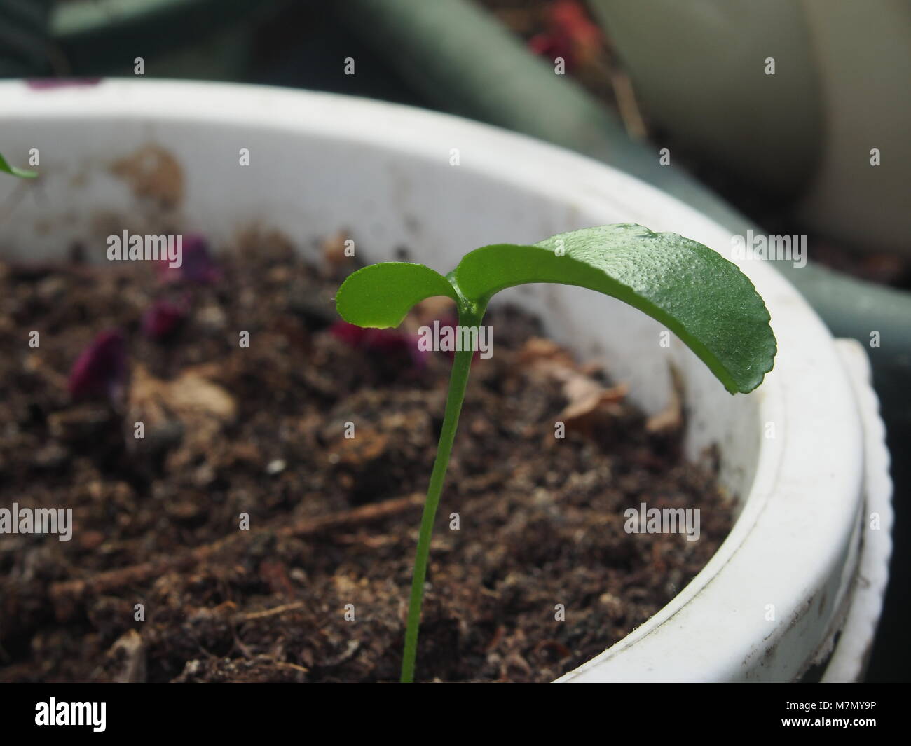 A little tangerine tree sprout. The photo shows a stem and several ...