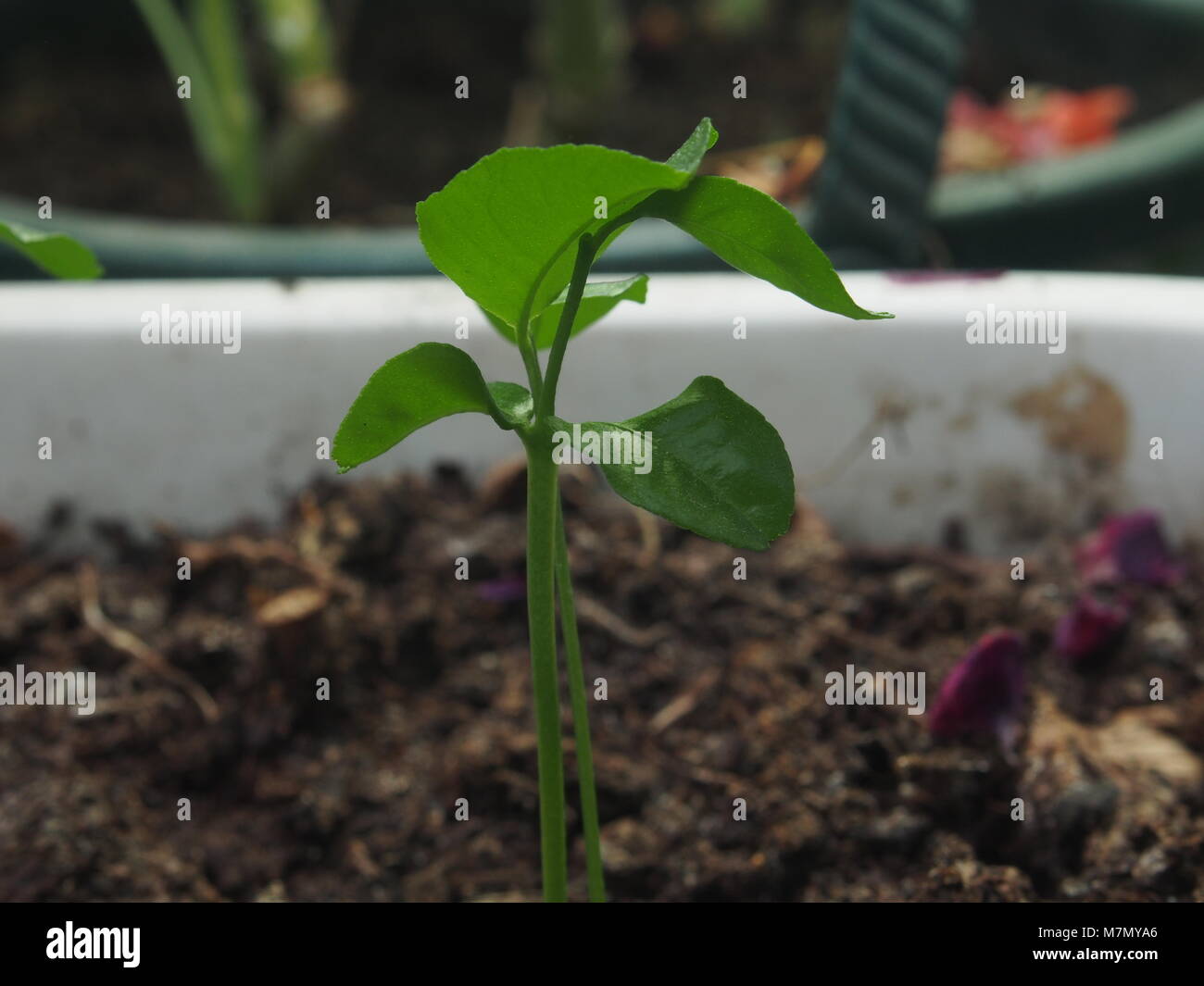 Little tangerine tree sprout hi-res stock photography and images - Alamy