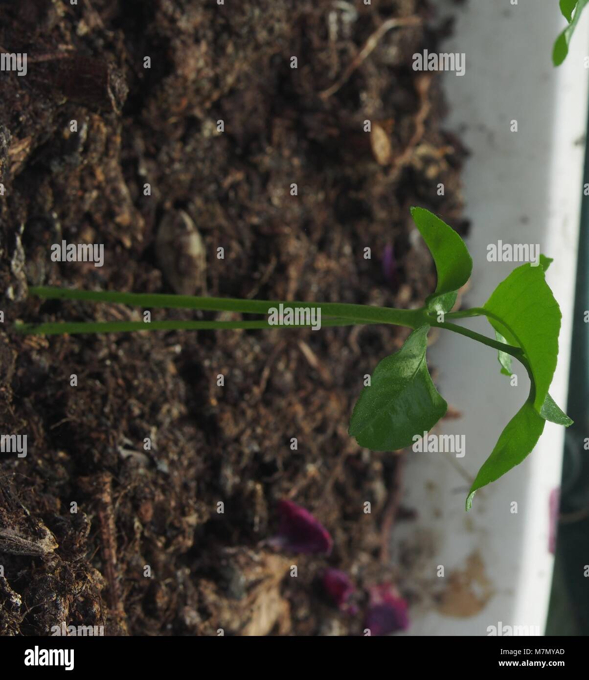 A little tangerine tree sprout. The photo shows a stem and several ...