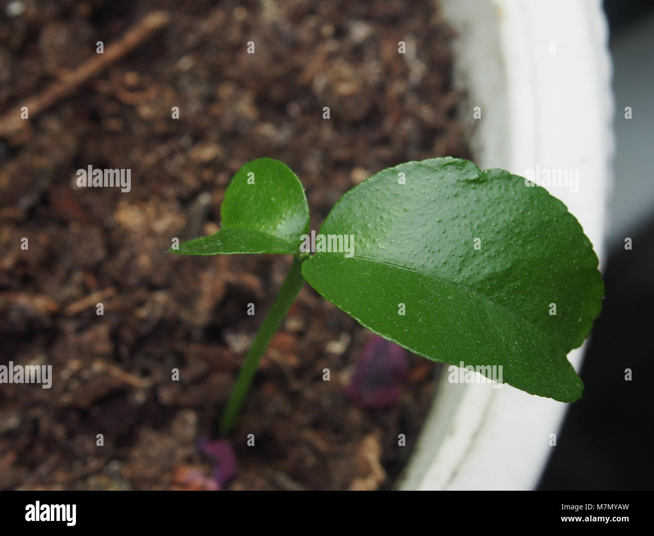 A little tangerine tree sprout. The photo shows a stem and several ...