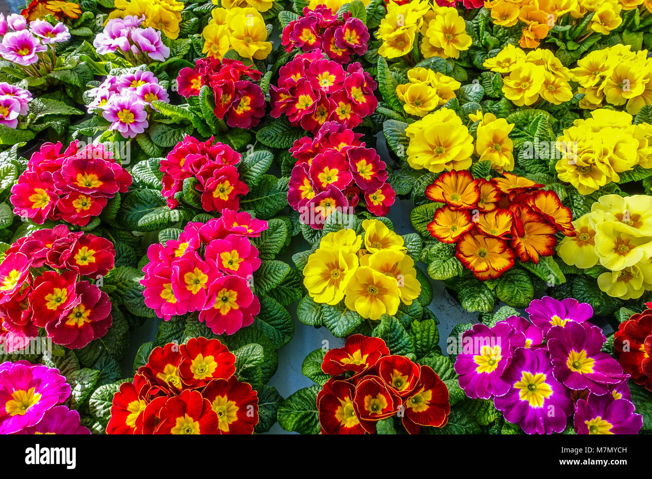Spring plants primroses hi-res stock photography and images - Alamy
