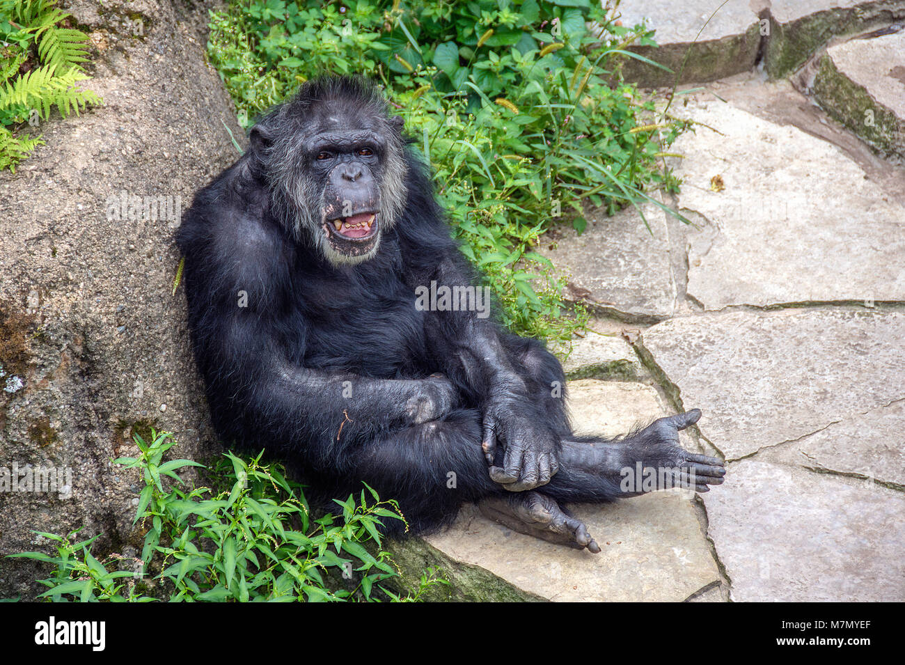 laughing chimpanzee with open mouth leaning on rock with plant ...