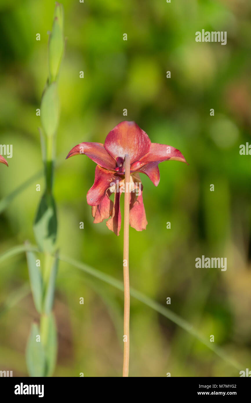 Predatory plants on the forest floor and other flowering plants Stock ...