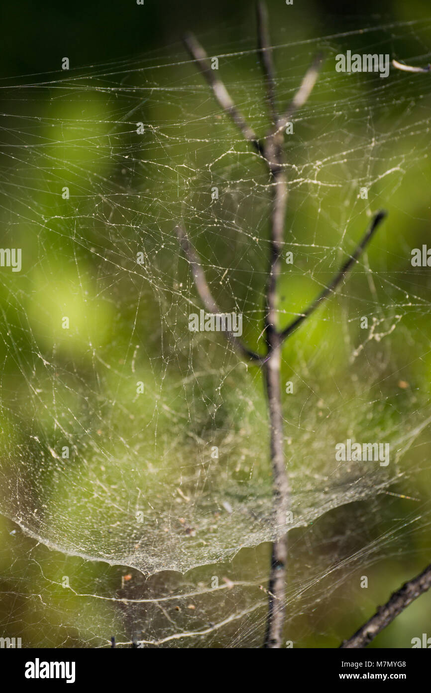 Spider catching insect hi-res stock photography and images - Alamy
