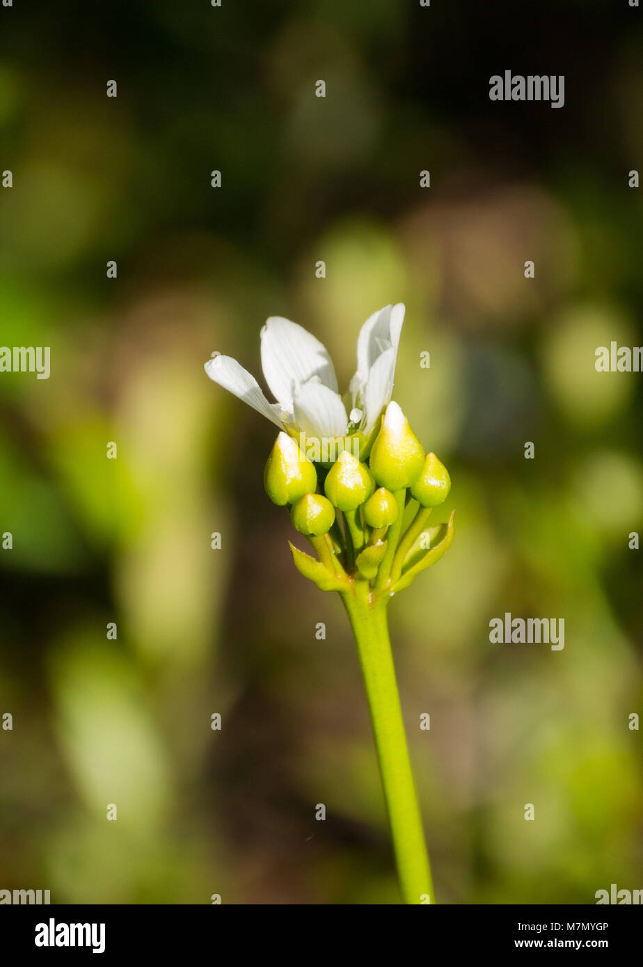 Predatory plants on the forest floor and other flowering plants Stock ...