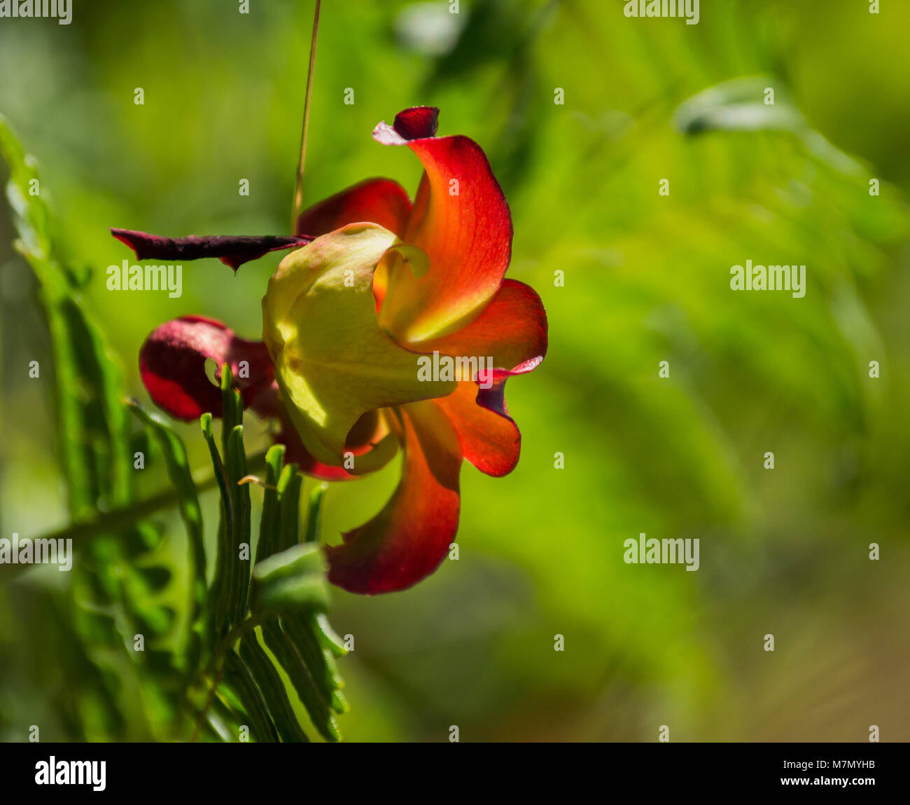 Predatory plants on the forest floor and other flowering plants Stock ...