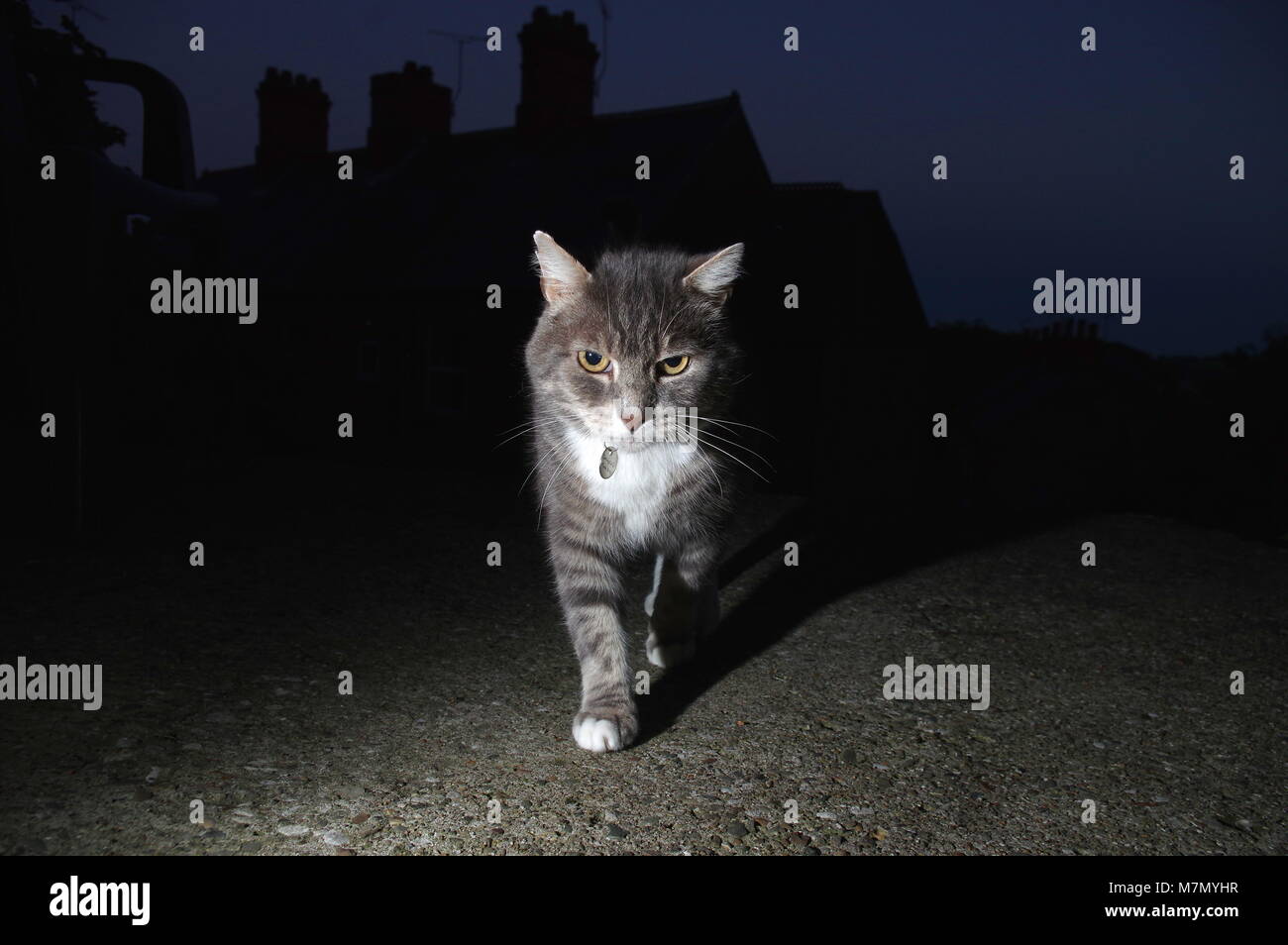 Prowl by night hi-res stock photography and images - Alamy