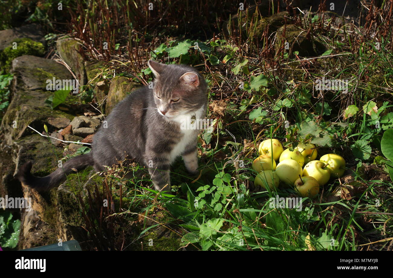 Tabby cat with windfall apples Stock Photo - Alamy