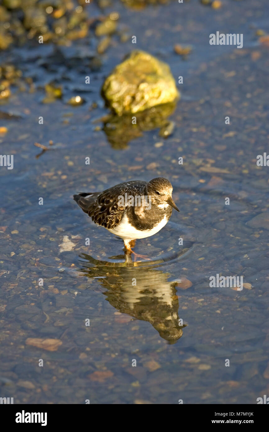 Ruddy turnstone Arenaria interpres Keyhaven Marshes Keyhaven Nature ...
