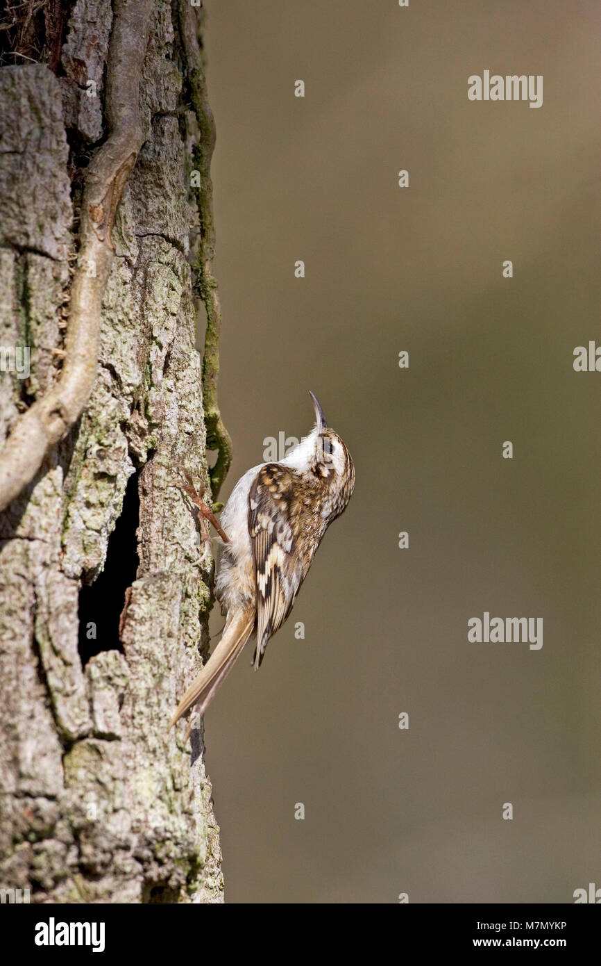 Eurasian treecreeper Certhia familiaris taking nesting material to nest ...