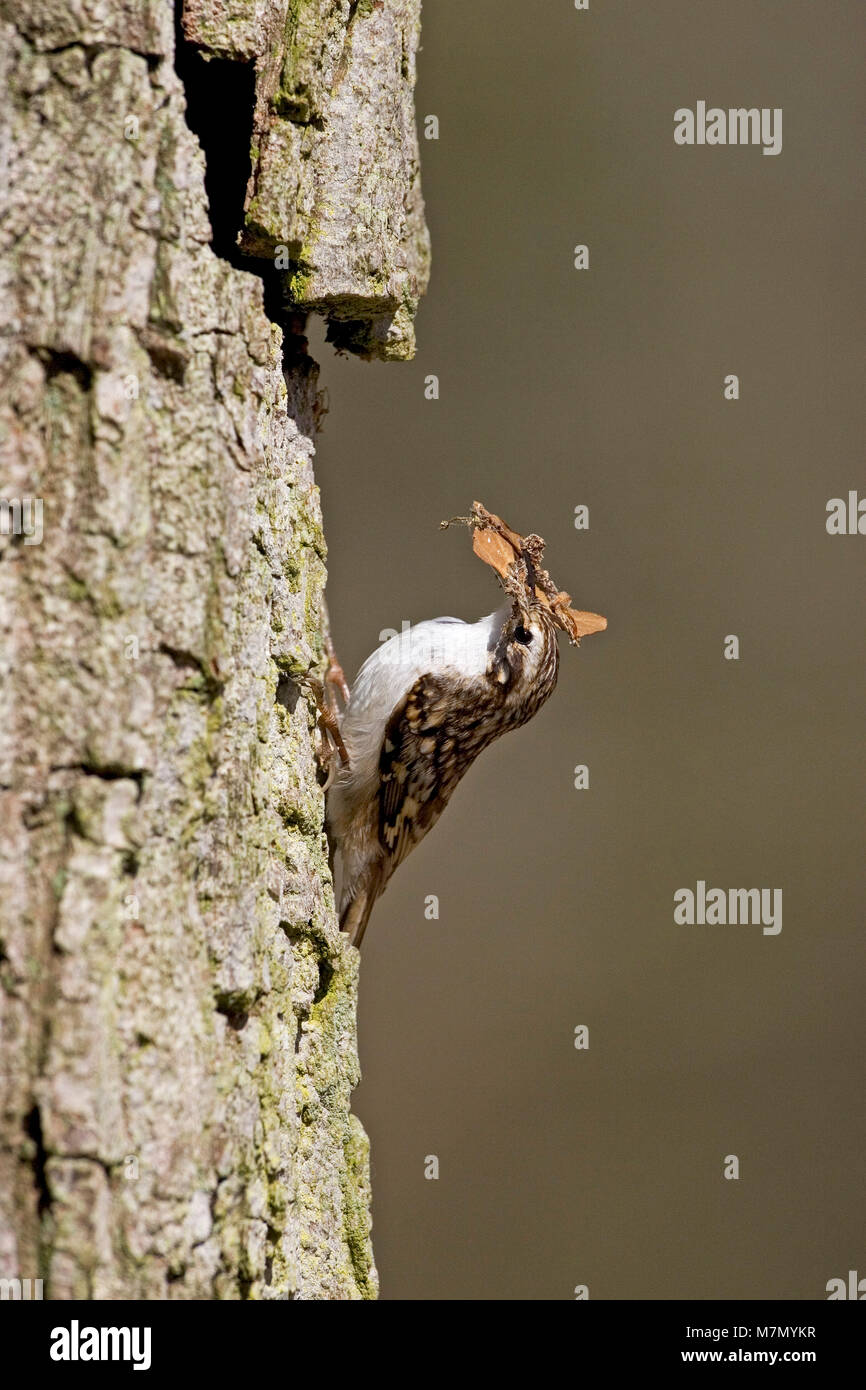 Eurasian treecreeper Certhia familiaris taking nesting material to nest ...