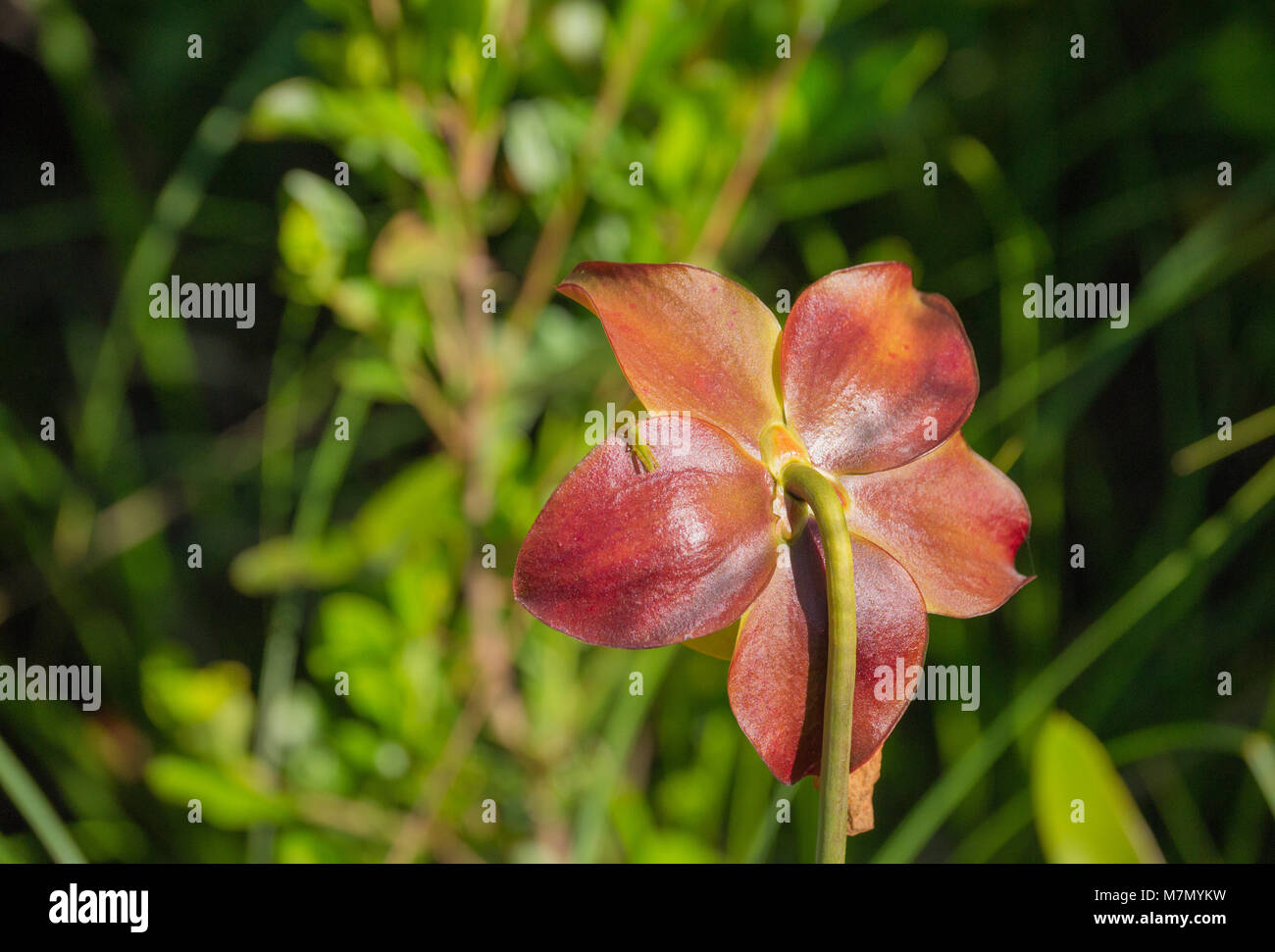Predatory plants on the forest floor and other flowering plants Stock ...