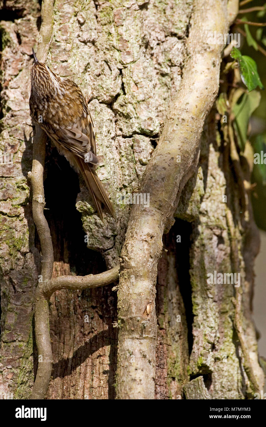 Eurasian treecreeper Certhia familiaris taking nesting material to nest ...