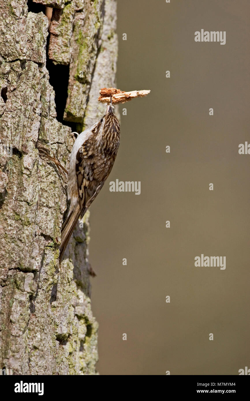 Eurasian treecreeper Certhia familiaris taking nesting material to nest ...