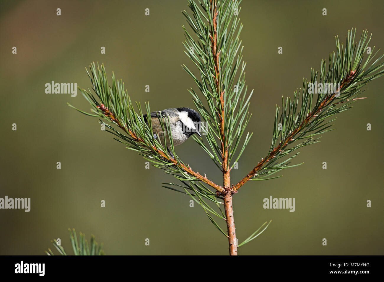 Coal tit Parus ater perched in conifer tree Inshriach Forest Highland ...