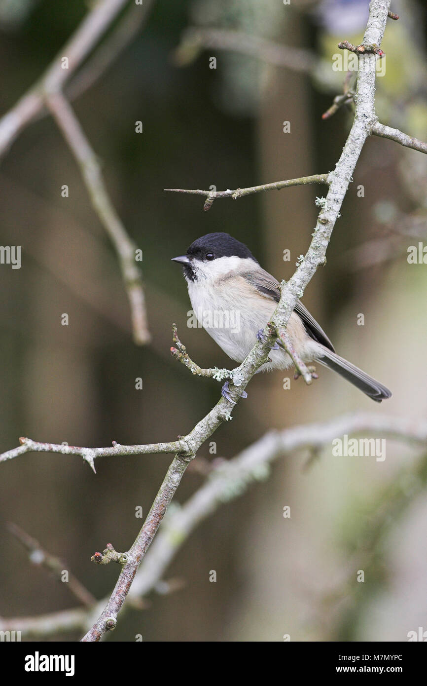 Marsh tit Parus palustris with food at coconut shell feeder Dartmoor ...