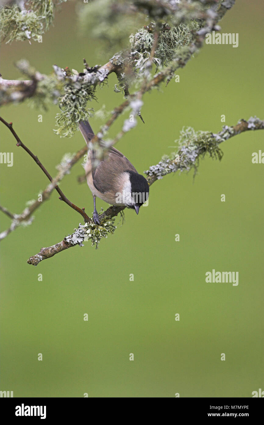 Marsh tit Parus palustris with food at coconut shell feeder Dartmoor ...