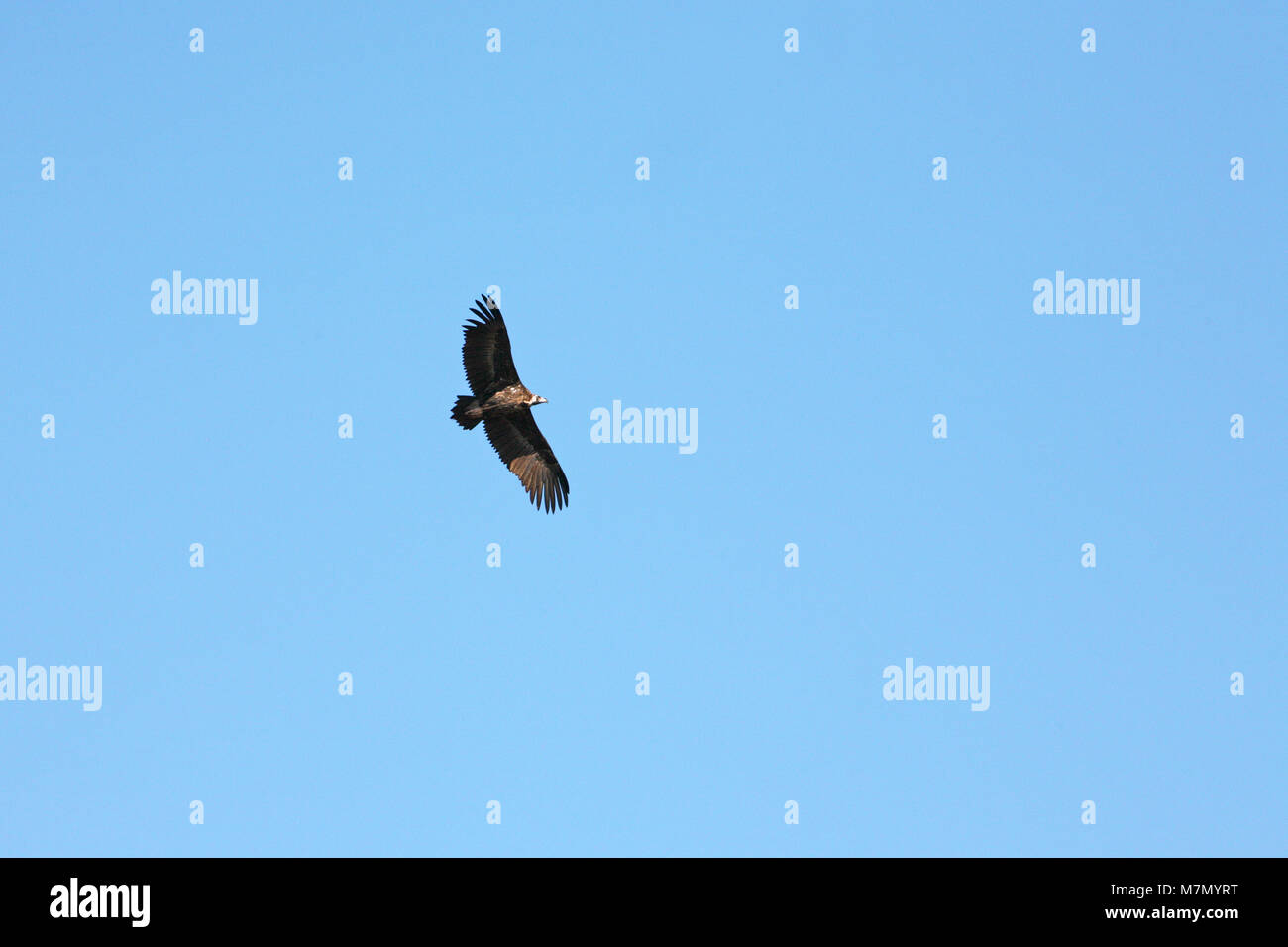 Eurasian black vulture Aegypus monachus the largest European raptor in ...
