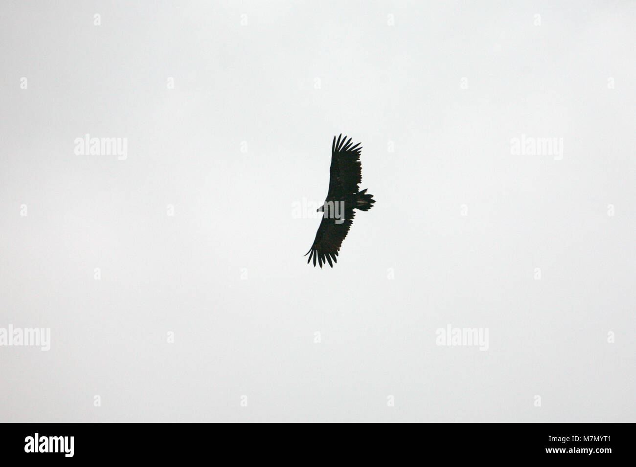 Eurasian black vulture Aegypus monachus the largest European raptor in ...