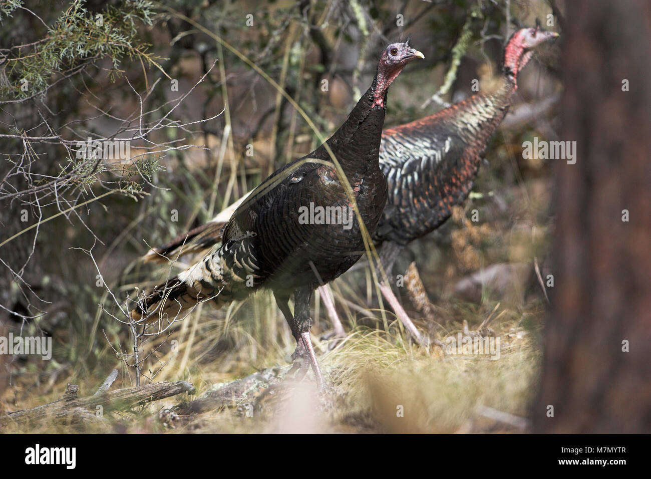 Silver city new mexico hi-res stock photography and images - Alamy