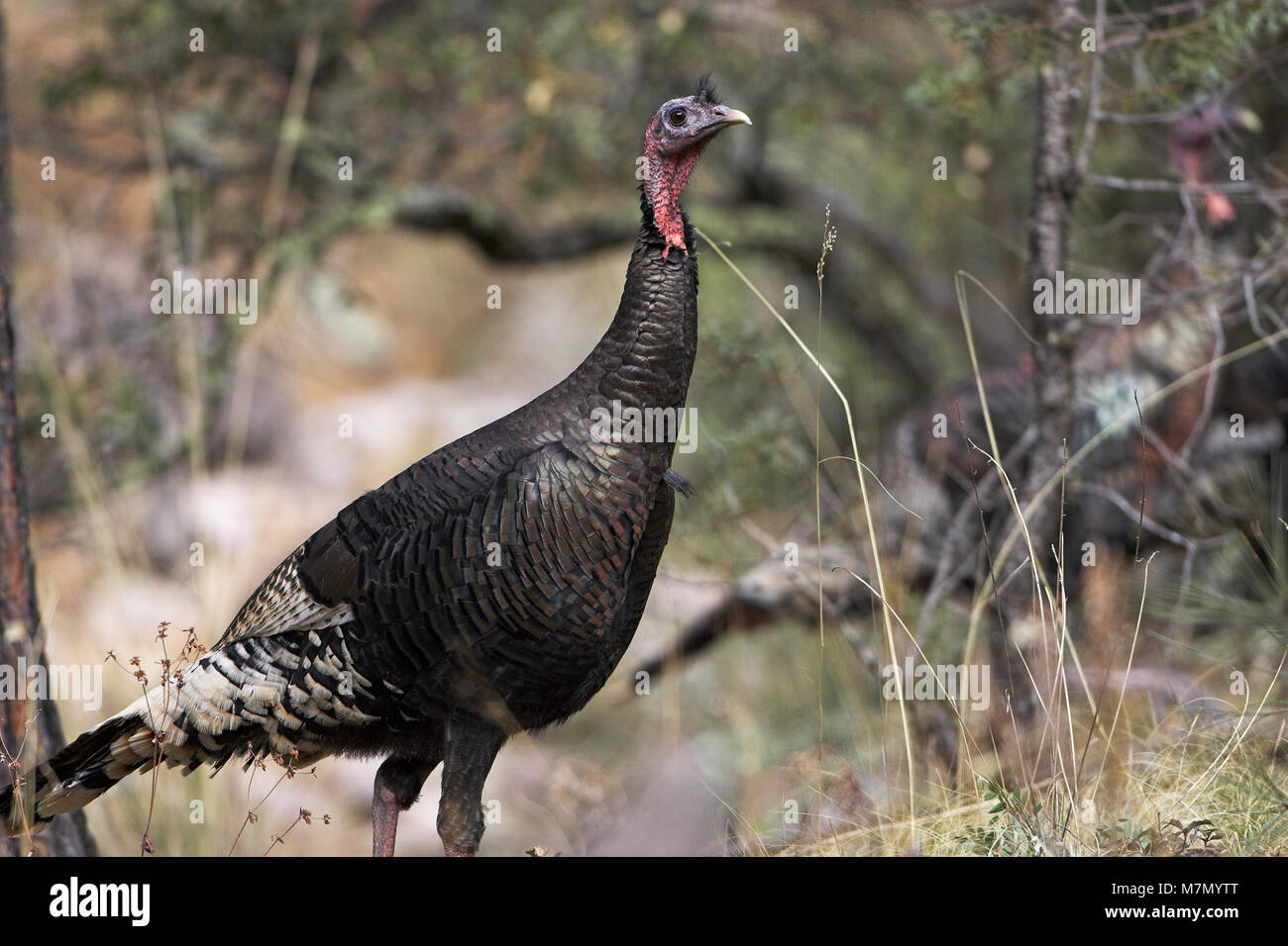 Silver city new mexico hi-res stock photography and images - Alamy