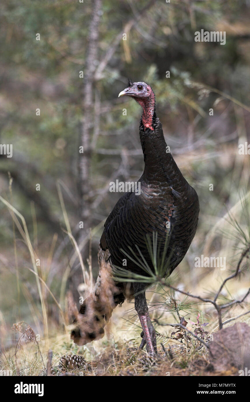Silver city new mexico hi-res stock photography and images - Alamy