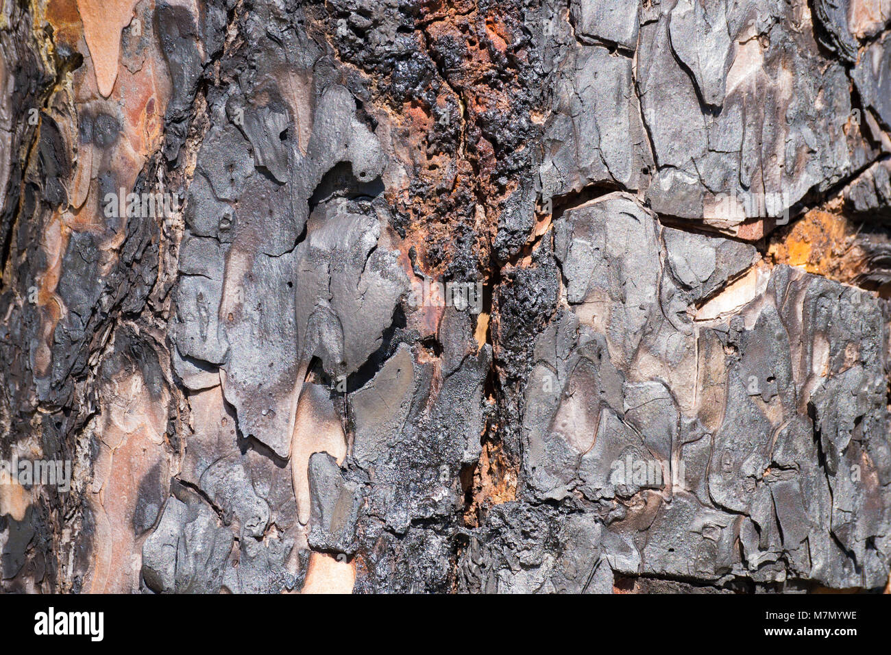 Closeup of charred bark from the trunk of a tree Stock Photo - Alamy