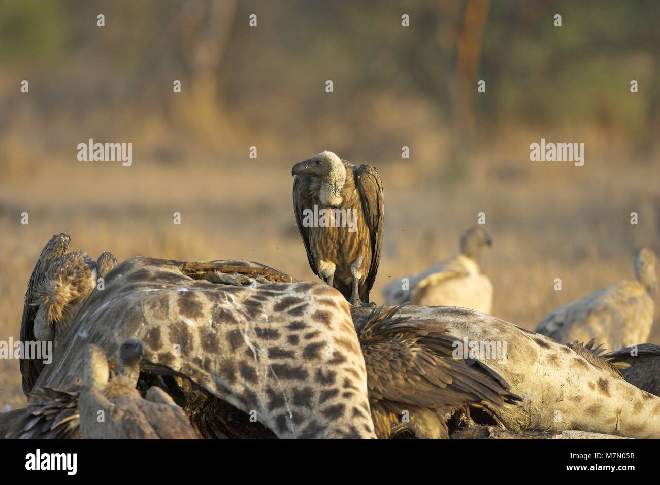 Dead giraffe hi-res stock photography and images - Alamy