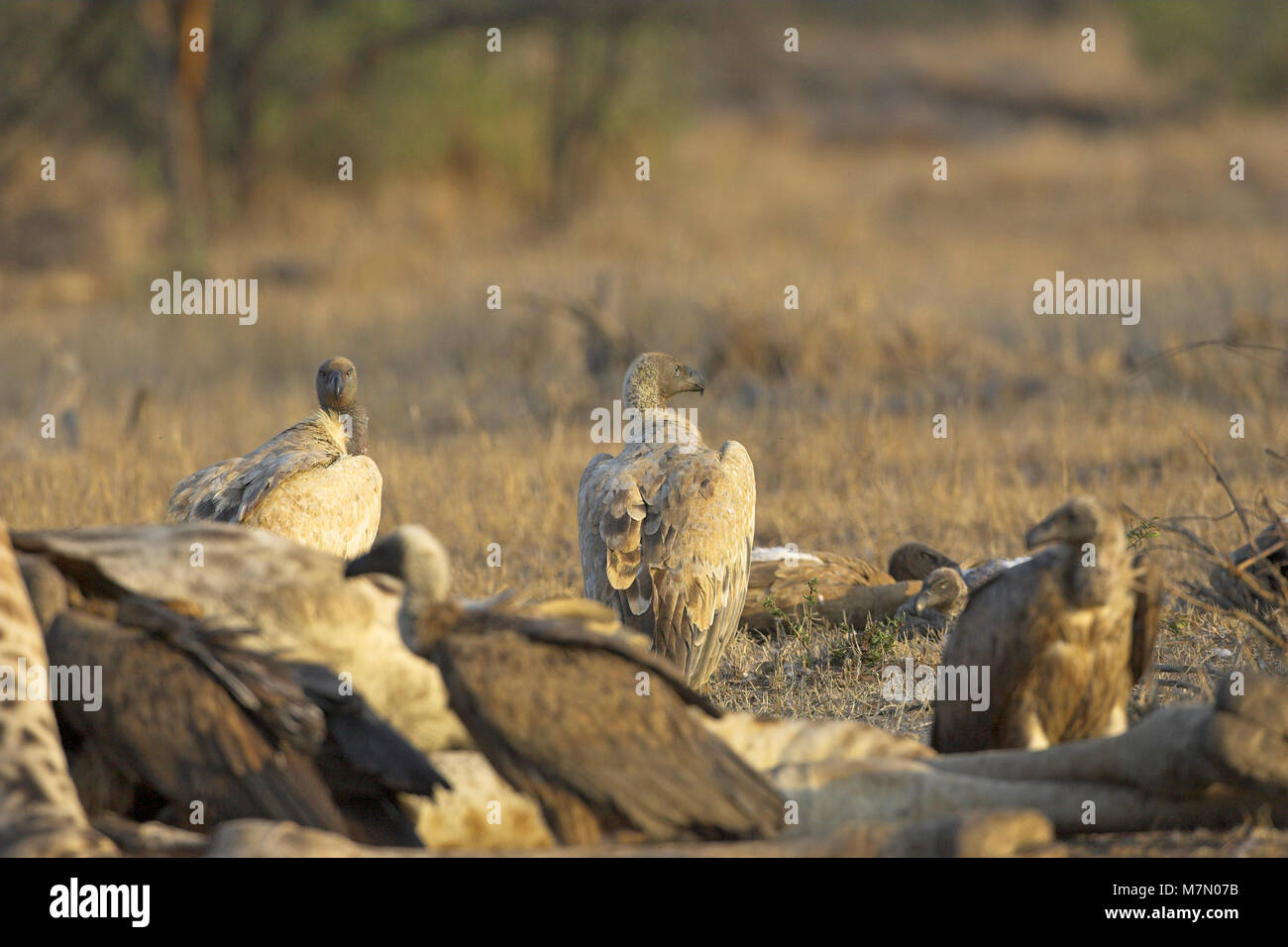 Cape vultures Gyps coprotheres by dead giraffe Kruger National Park ...
